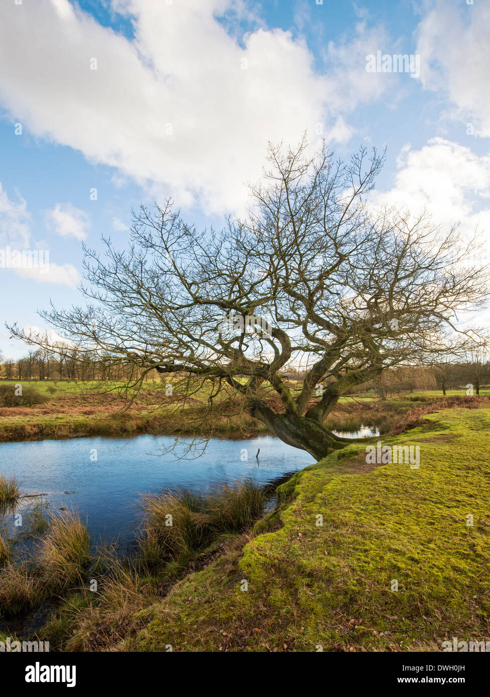 Tree by a pond Stock Photo - Alamy