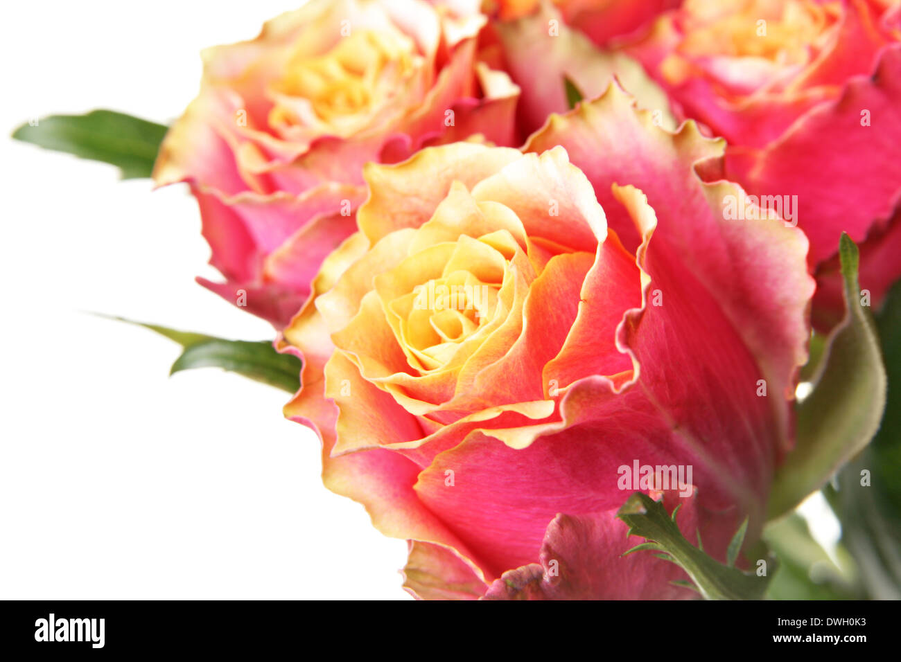 Bunch of roses isolated over white background Stock Photo - Alamy