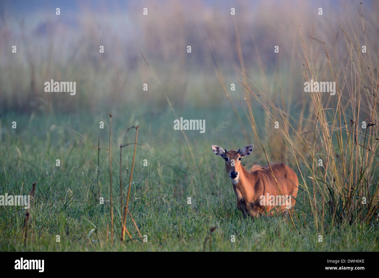 Blue Bull grazing in natural habitat of Sultanpur Bird Sanctuary Stock ...