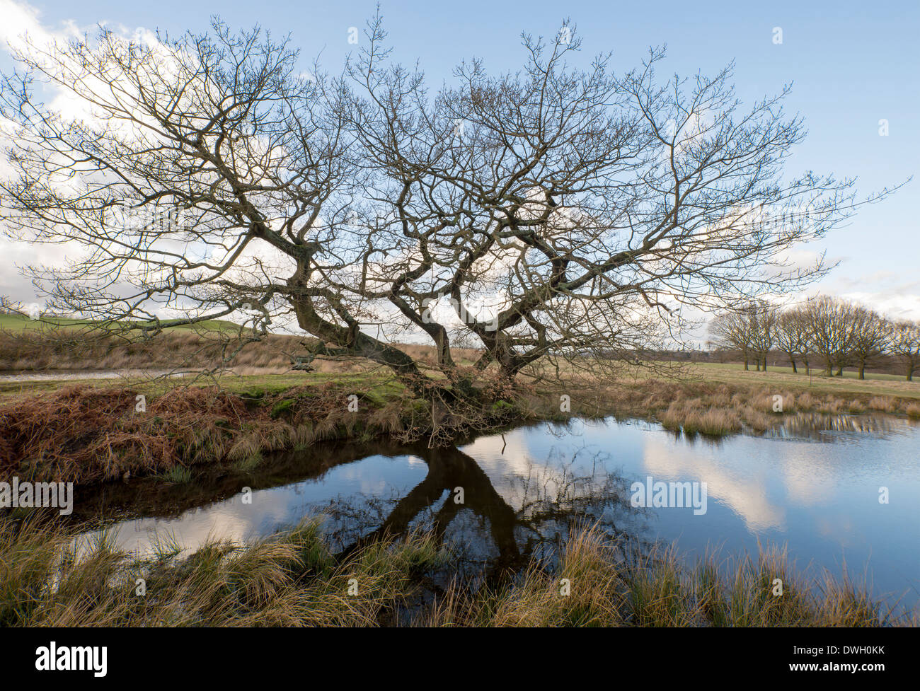 Tree by a Pond Stock Photo - Alamy