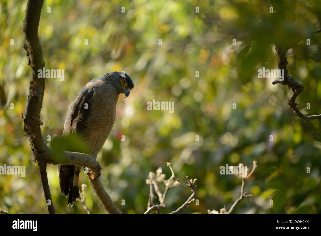 Birds of gir forest hi-res stock photography and images - Alamy