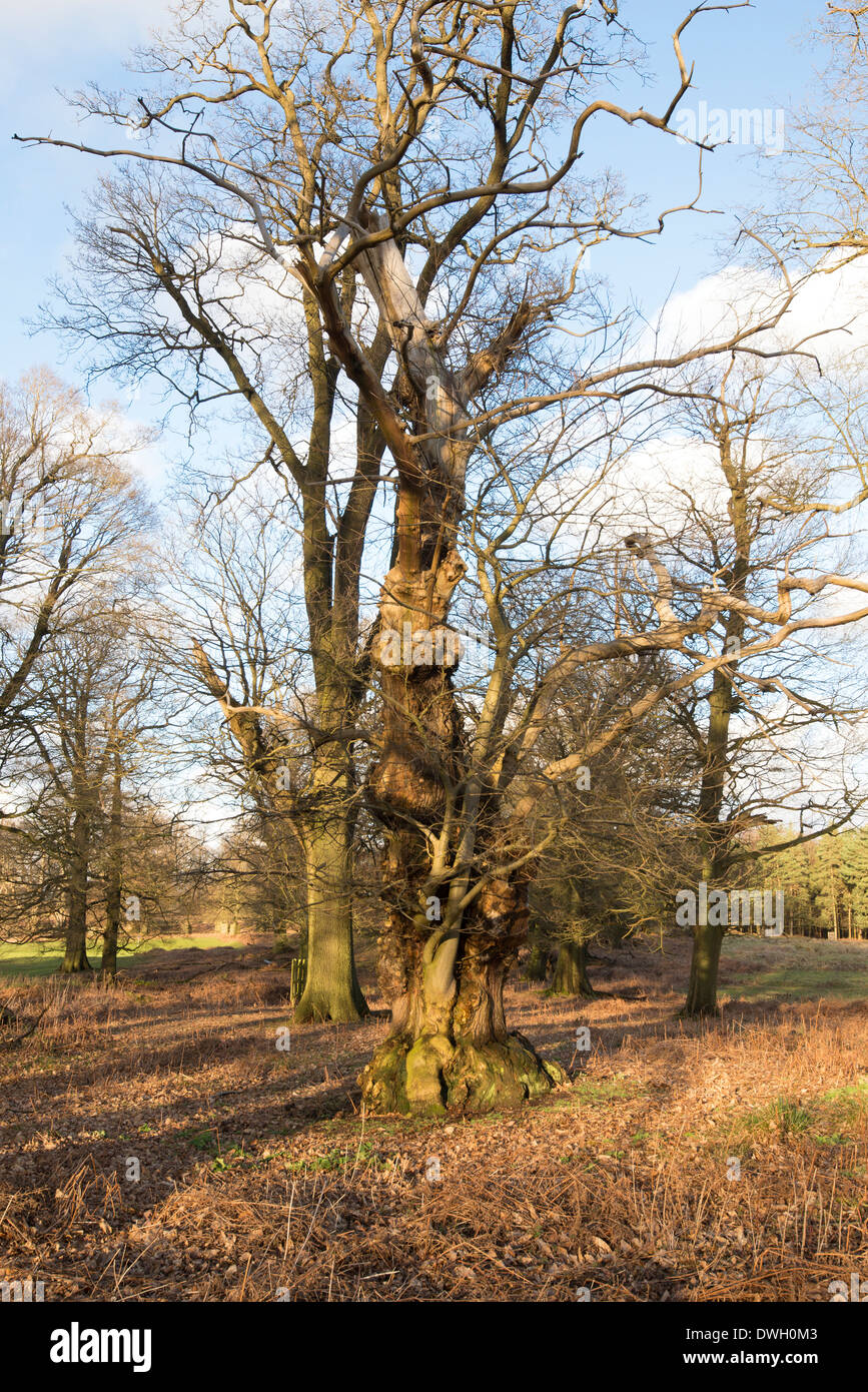 Gnarled old wood hi-res stock photography and images - Alamy
