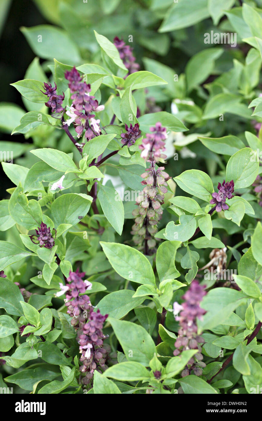 Basil leaf hi-res stock photography and images - Alamy