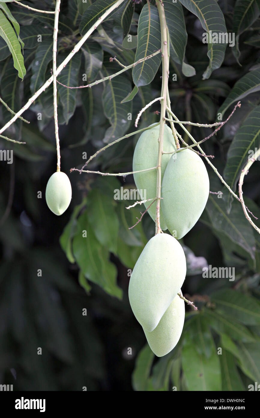Mango tree garden hi-res stock photography and images - Alamy