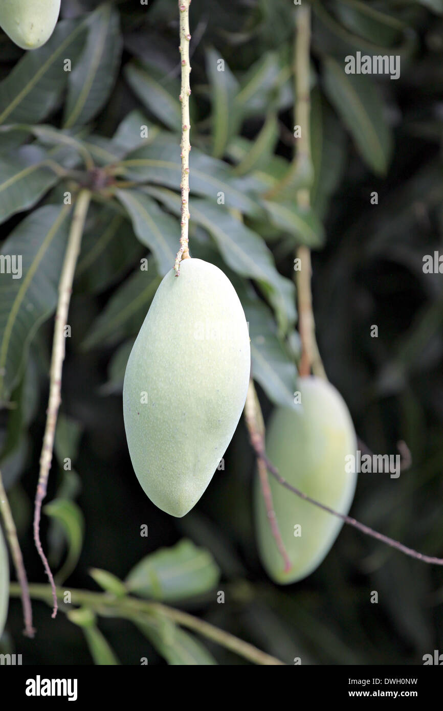 Mango tree fruit hi-res stock photography and images - Alamy