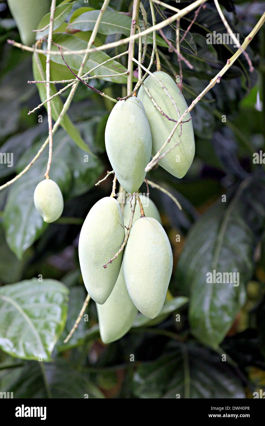 Mango on tree in the garden fruit Stock Photo - Alamy
