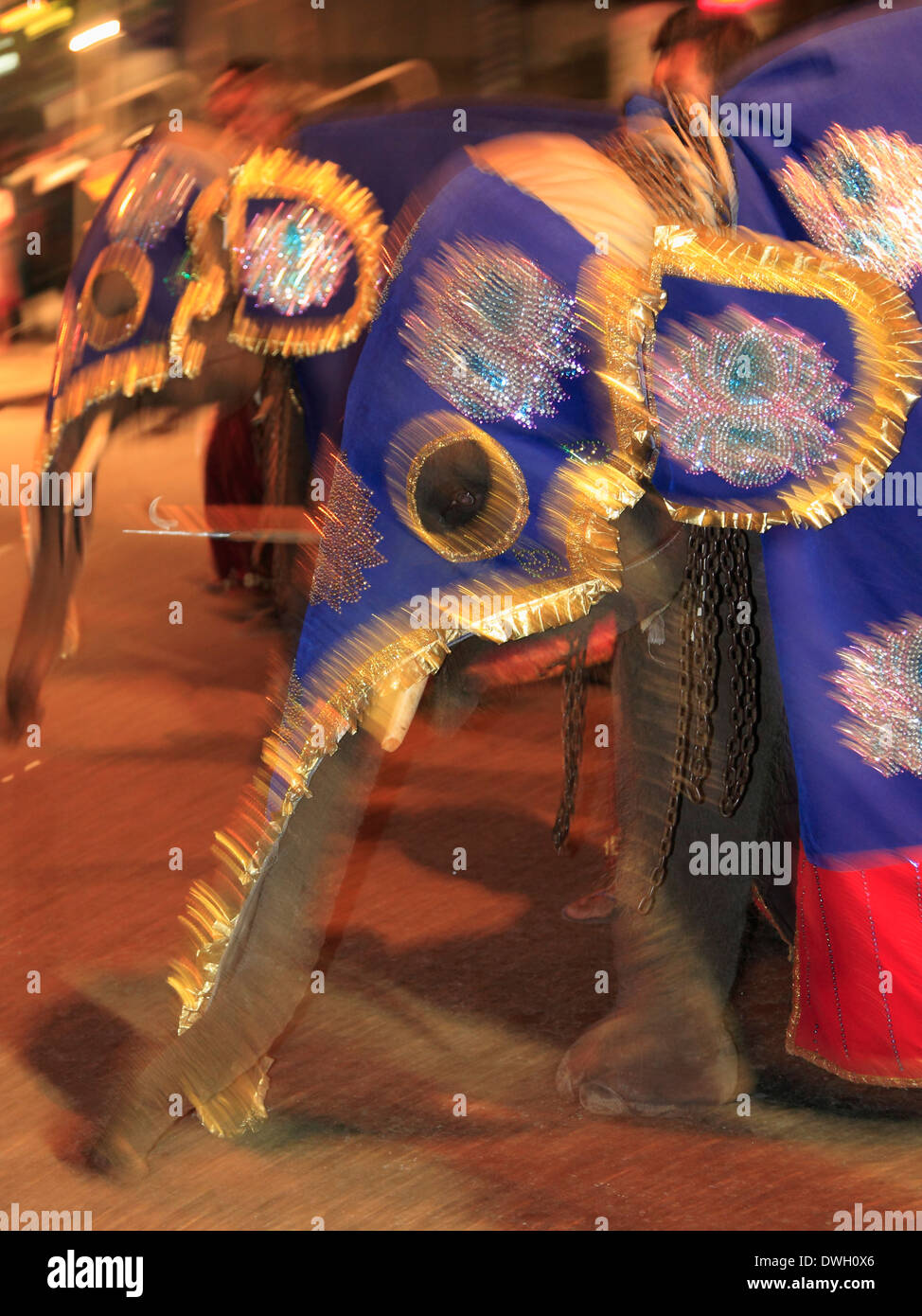 Sri Lanka; Colombo, Navam Perahera, festival, elephants Stock Photo - Alamy