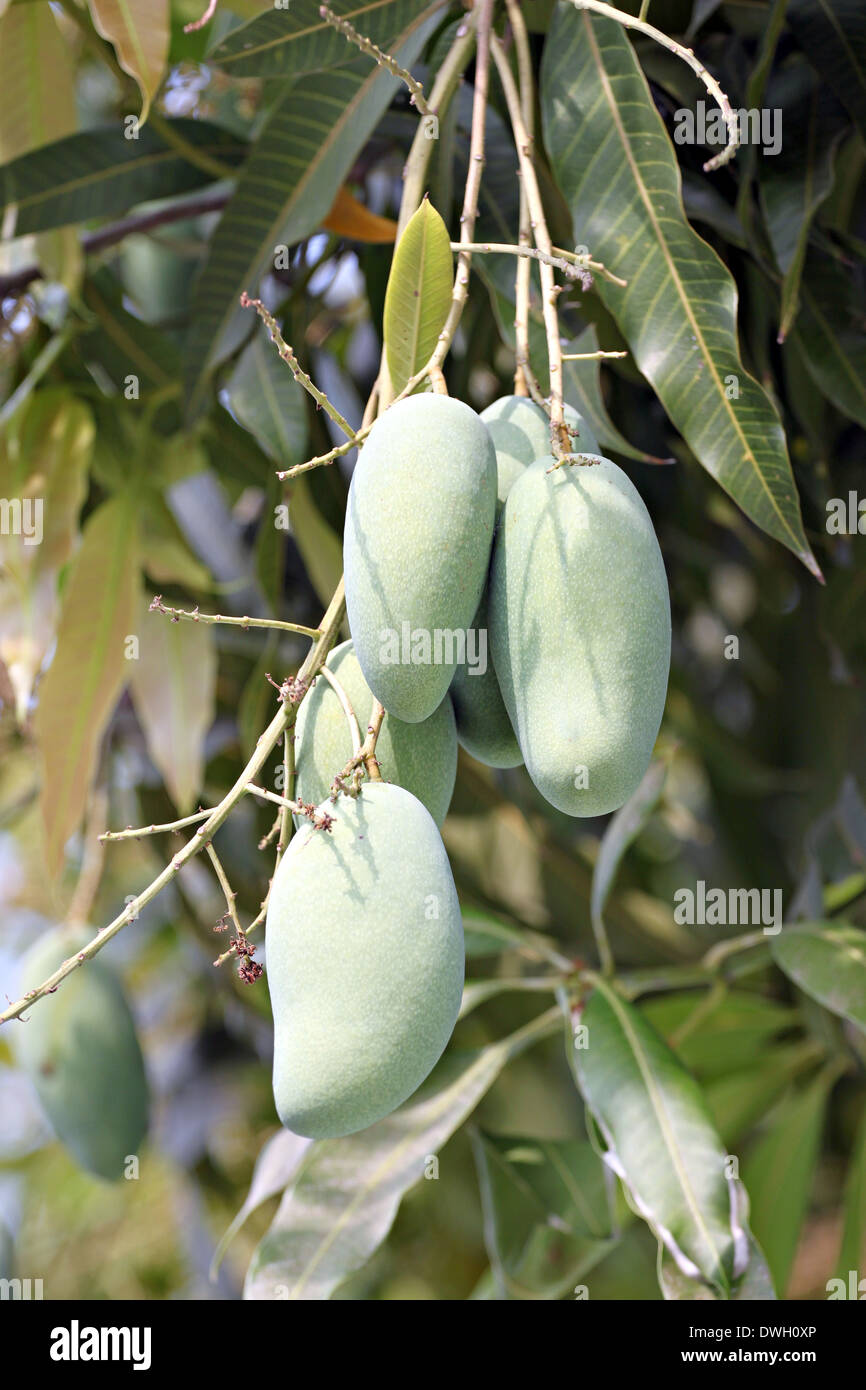 Mango on tree in the garden fruit Stock Photo - Alamy