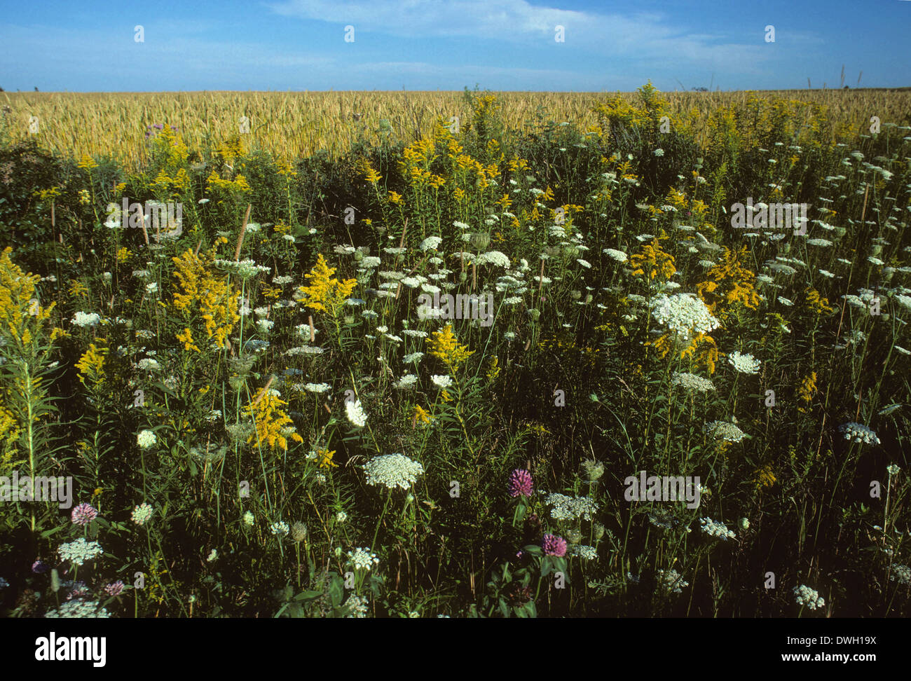 Wildflowers, wheat field, Anglo Rustico, PEI, Canada Stock Photo - Alamy
