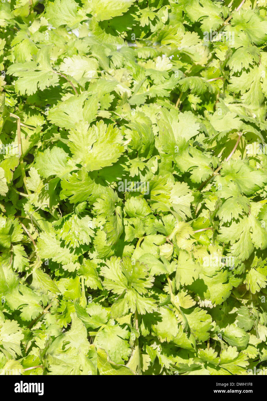 Parsley Stalk High Resolution Stock Photography and Images - Alamy