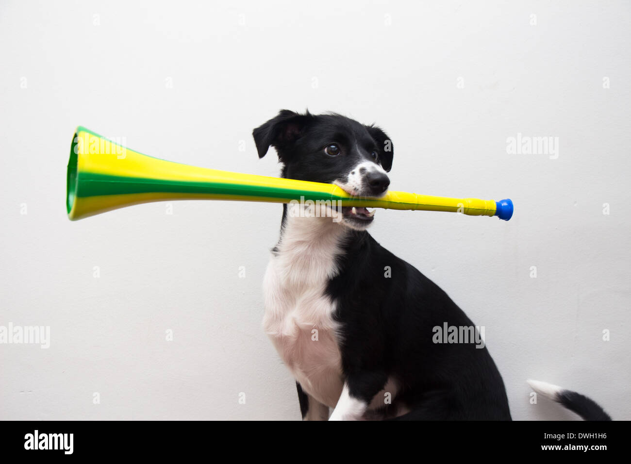 World cup team animals hi-res stock photography and images - Alamy