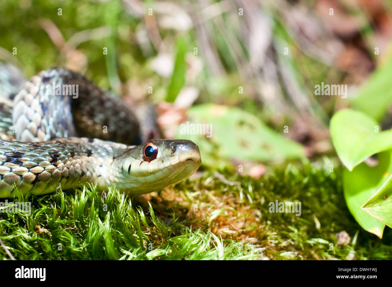 Eastern garter snake hi-res stock photography and images - Alamy