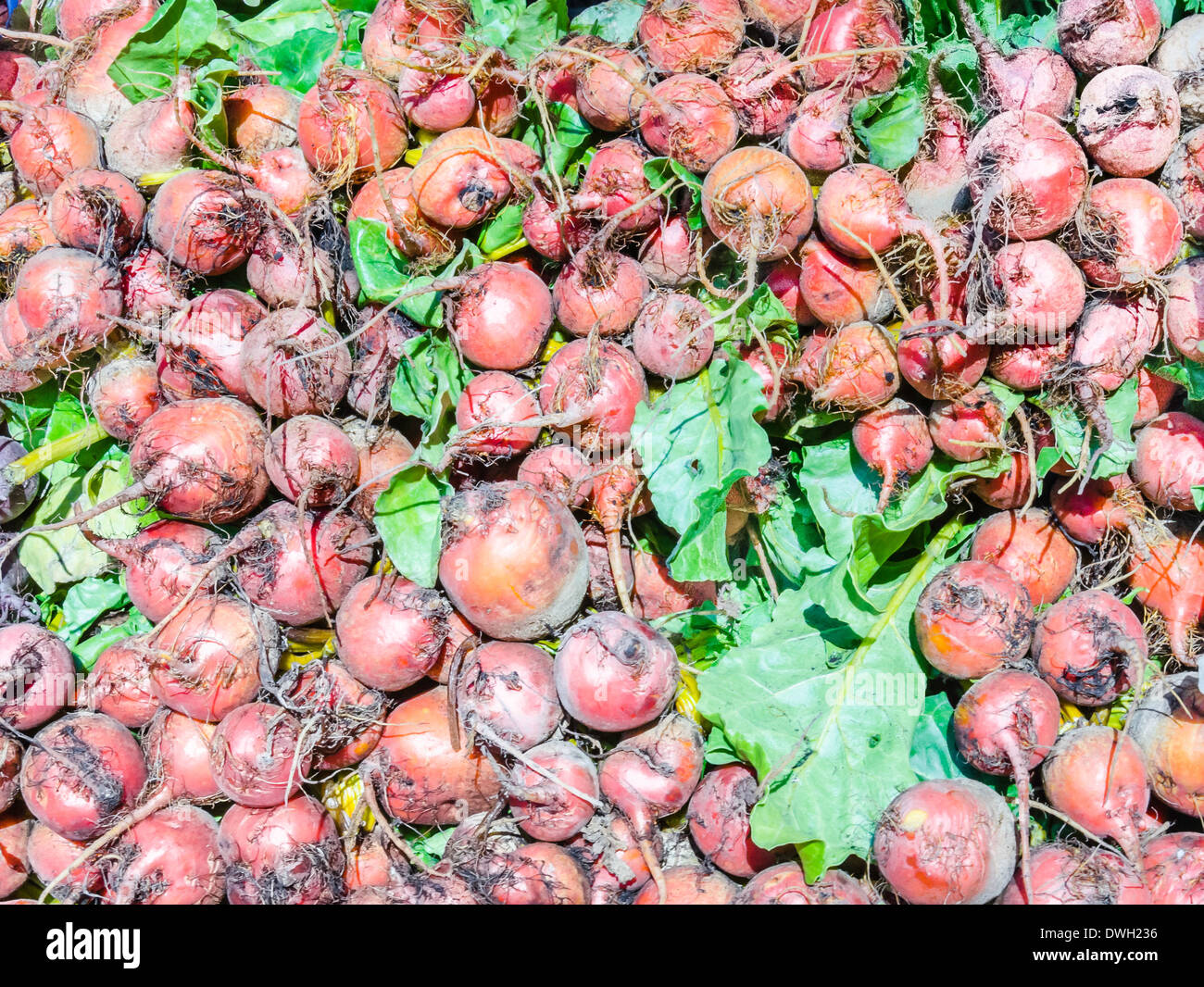 Baby red leaf hi-res stock photography and images - Alamy