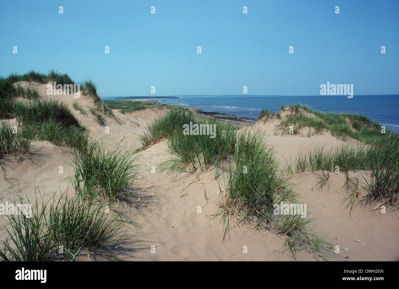 Sand dunes, PEI National Park, Brackley Beach, PEI, Canada Stock Photo - Alamy
