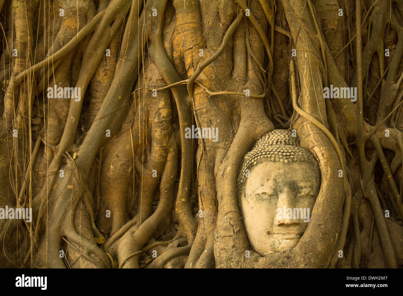 Buddha in roots of the tree in Ayutthaya, Thailand Stock Photo - Alamy