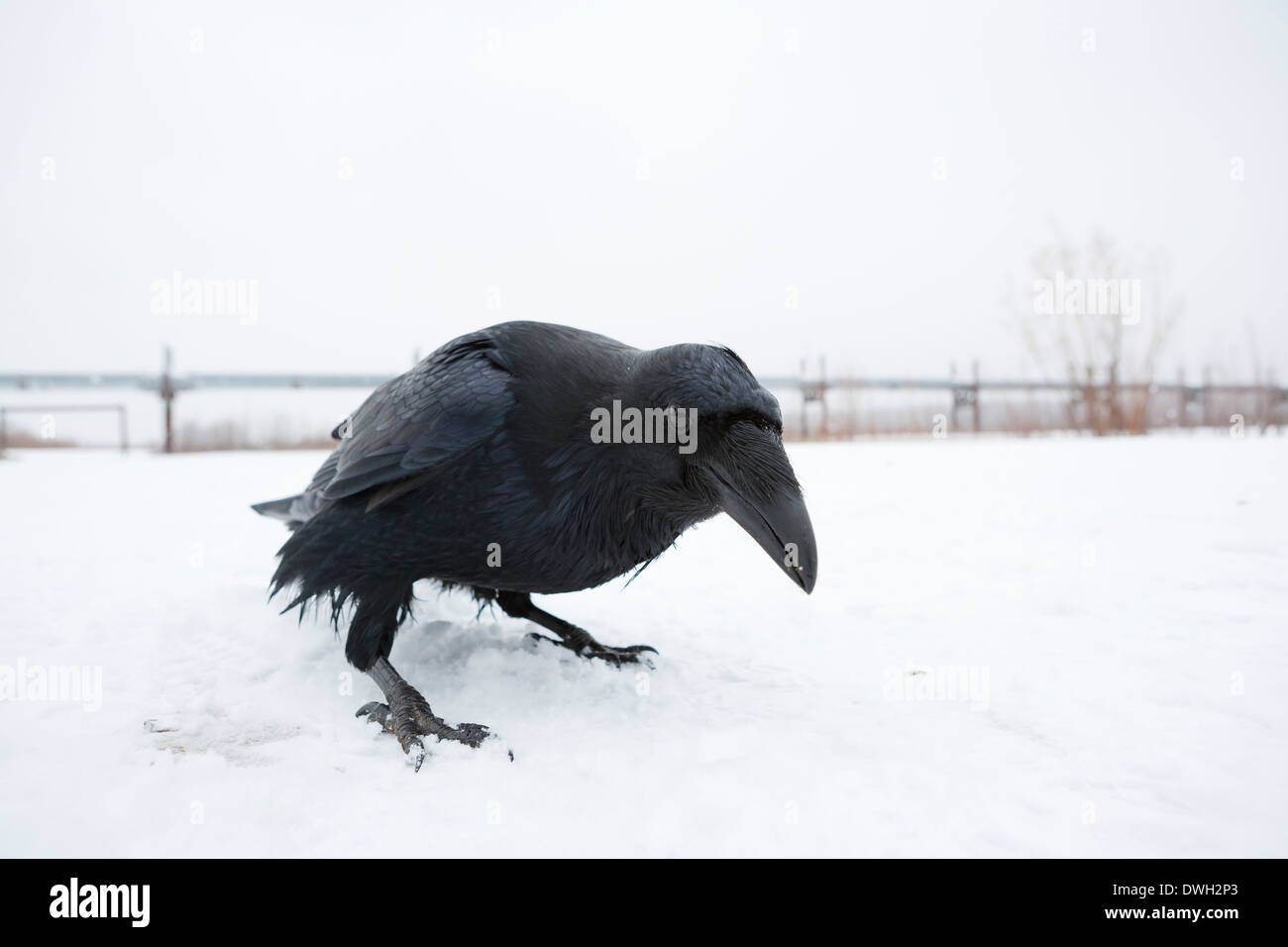 Alaska common raven bird hi-res stock photography and images - Alamy