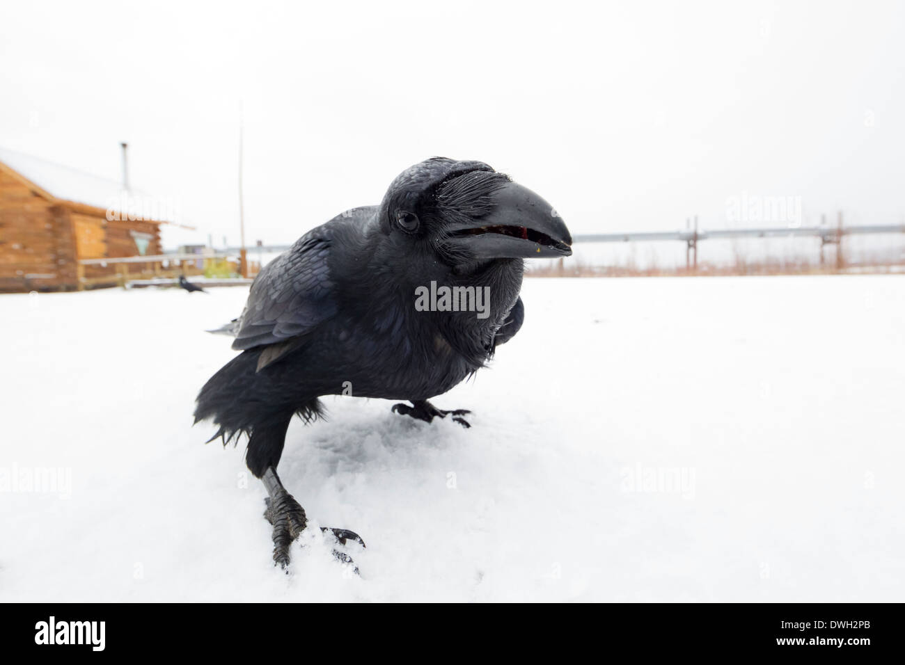 Common Raven Corvus corax feeding from camera lens hood along Dalton ...