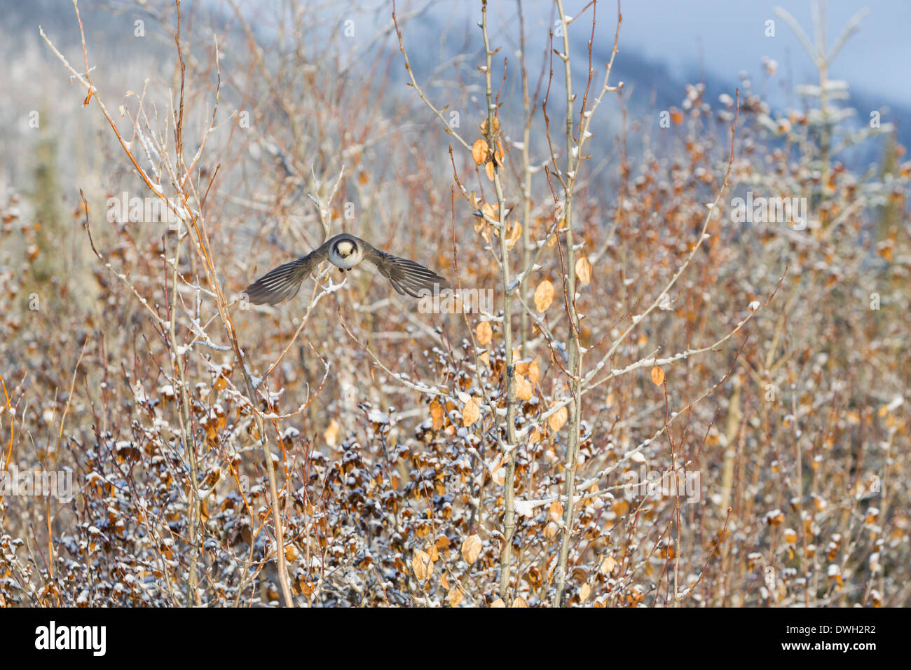 Grey Jay Perisoreus canadensis in flight at rest stop along Dalton ...