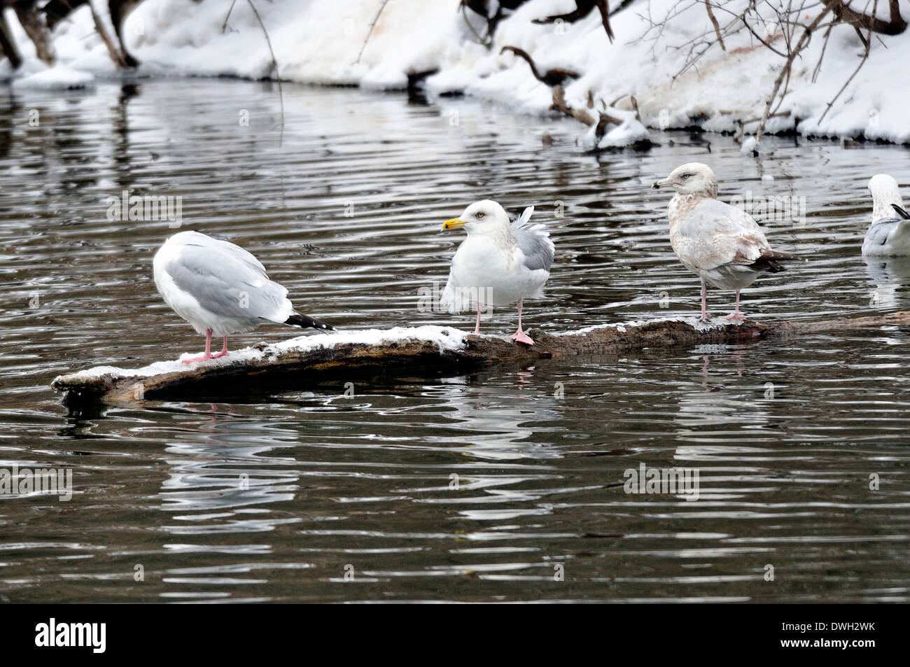 Waterfowl winter roost hi-res stock photography and images - Alamy