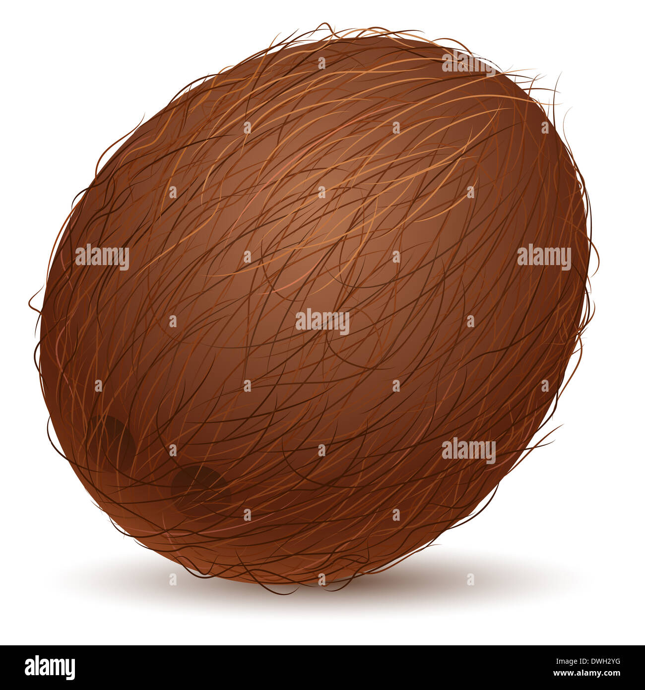 Realistic coconut. Illustration for design on white background Stock ...