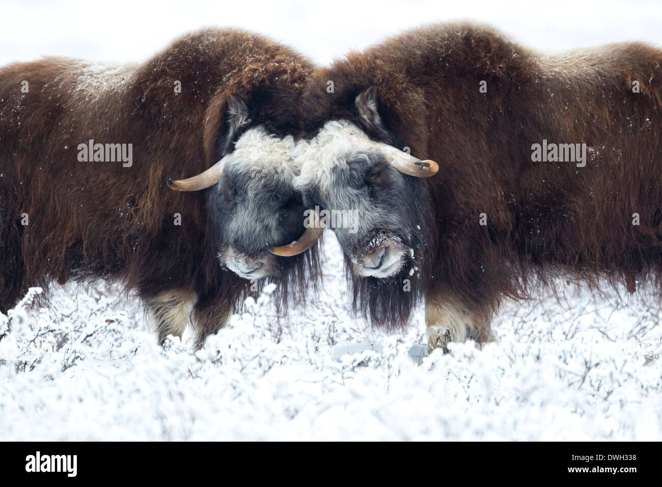 Musk Oxen Ovibus moschatus males head-to-head near Prudhoe Bay, Alaska ...