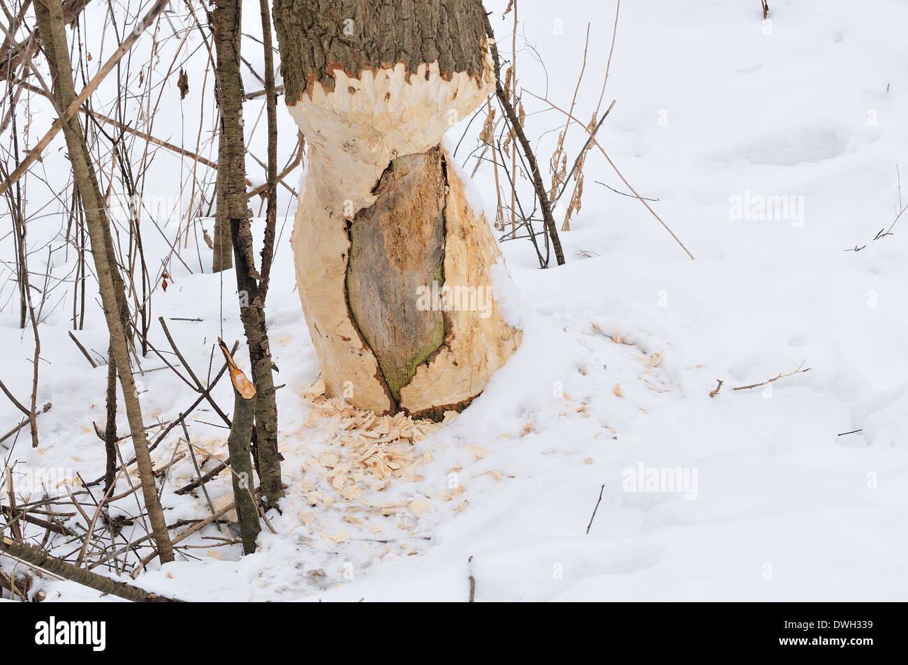 Beaver chewed trees hi-res stock photography and images - Alamy