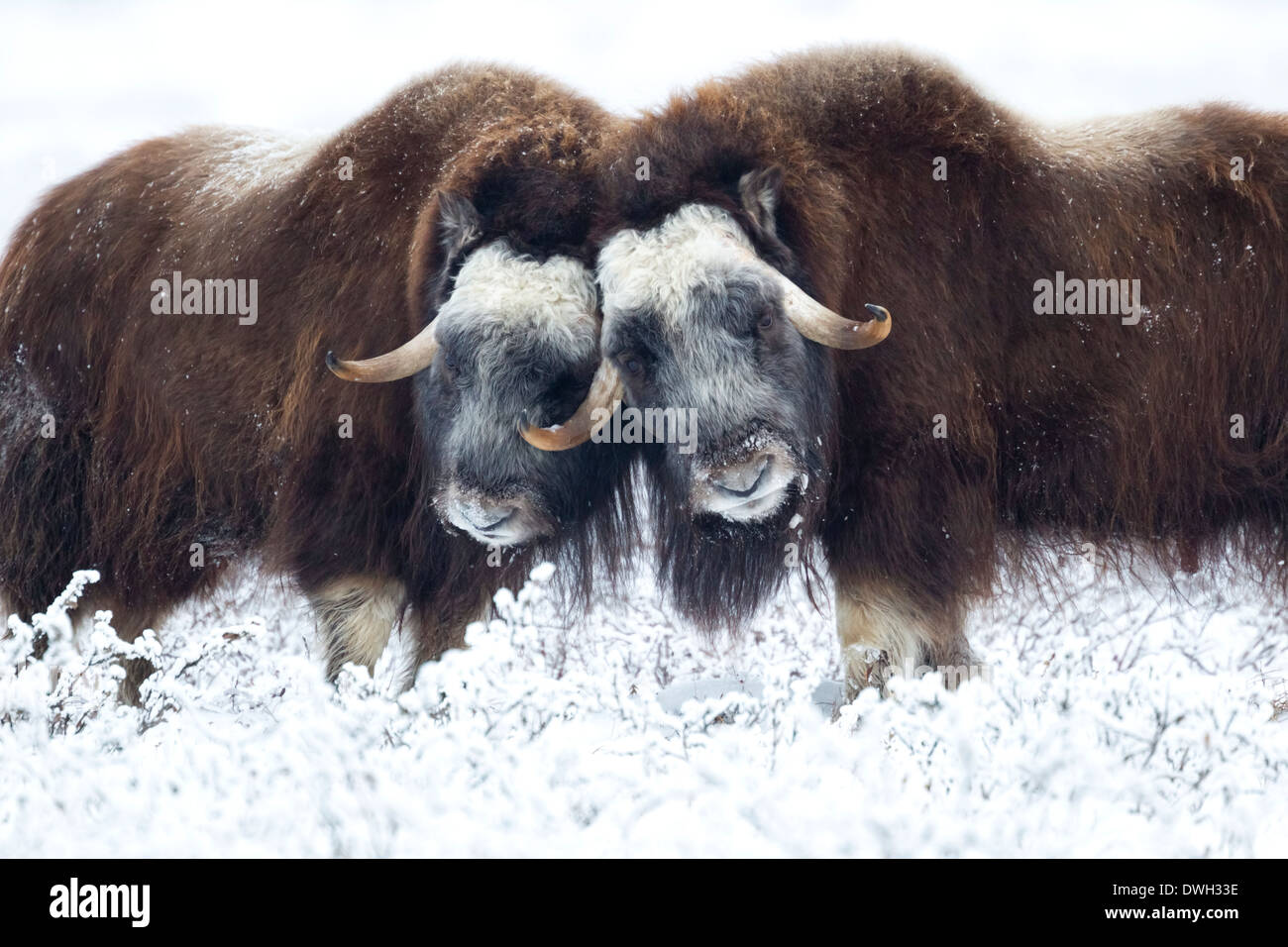 Musk ox fighting hi-res stock photography and images - Alamy