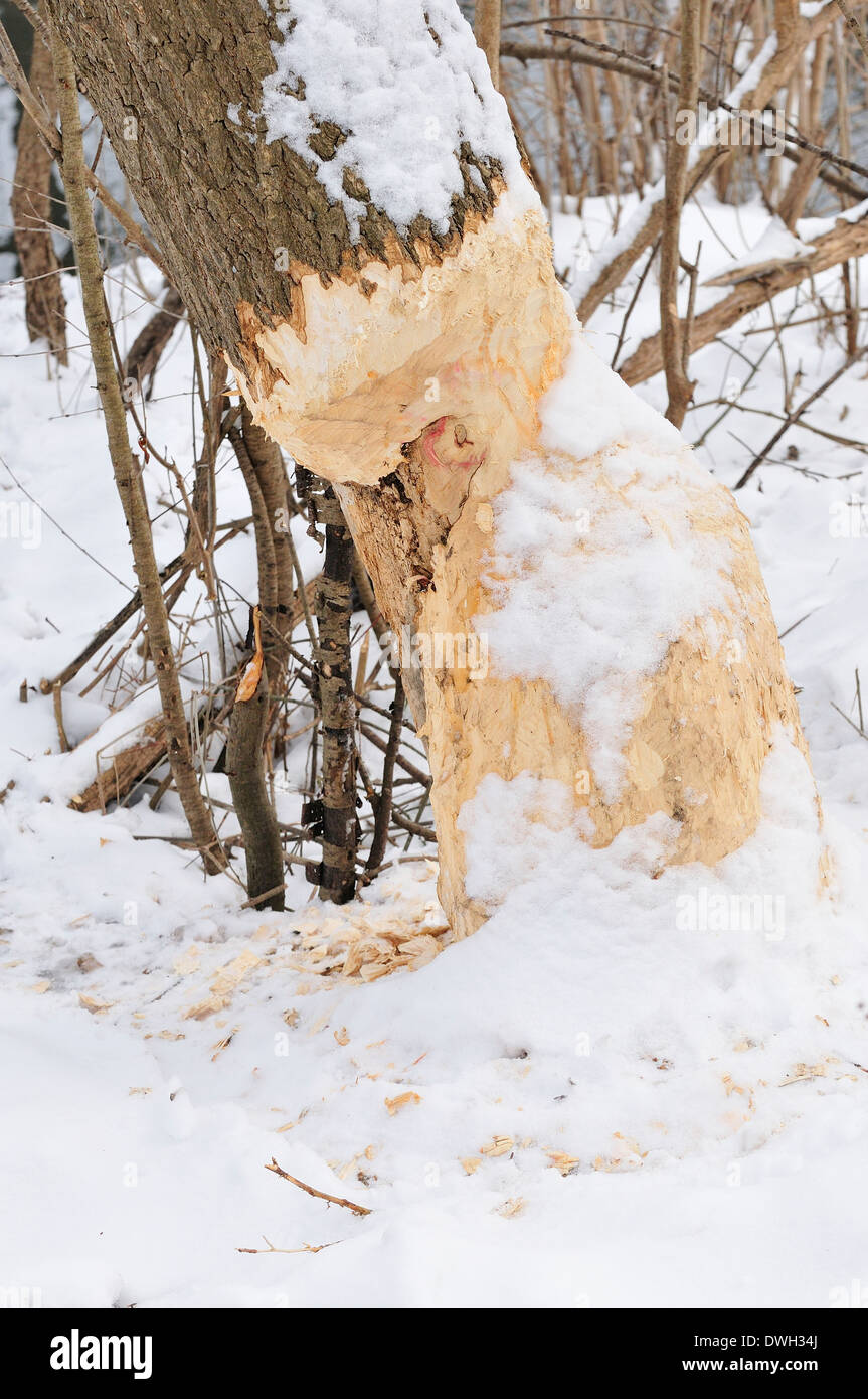 Tree trunk chewed by beaver Stock Photo - Alamy
