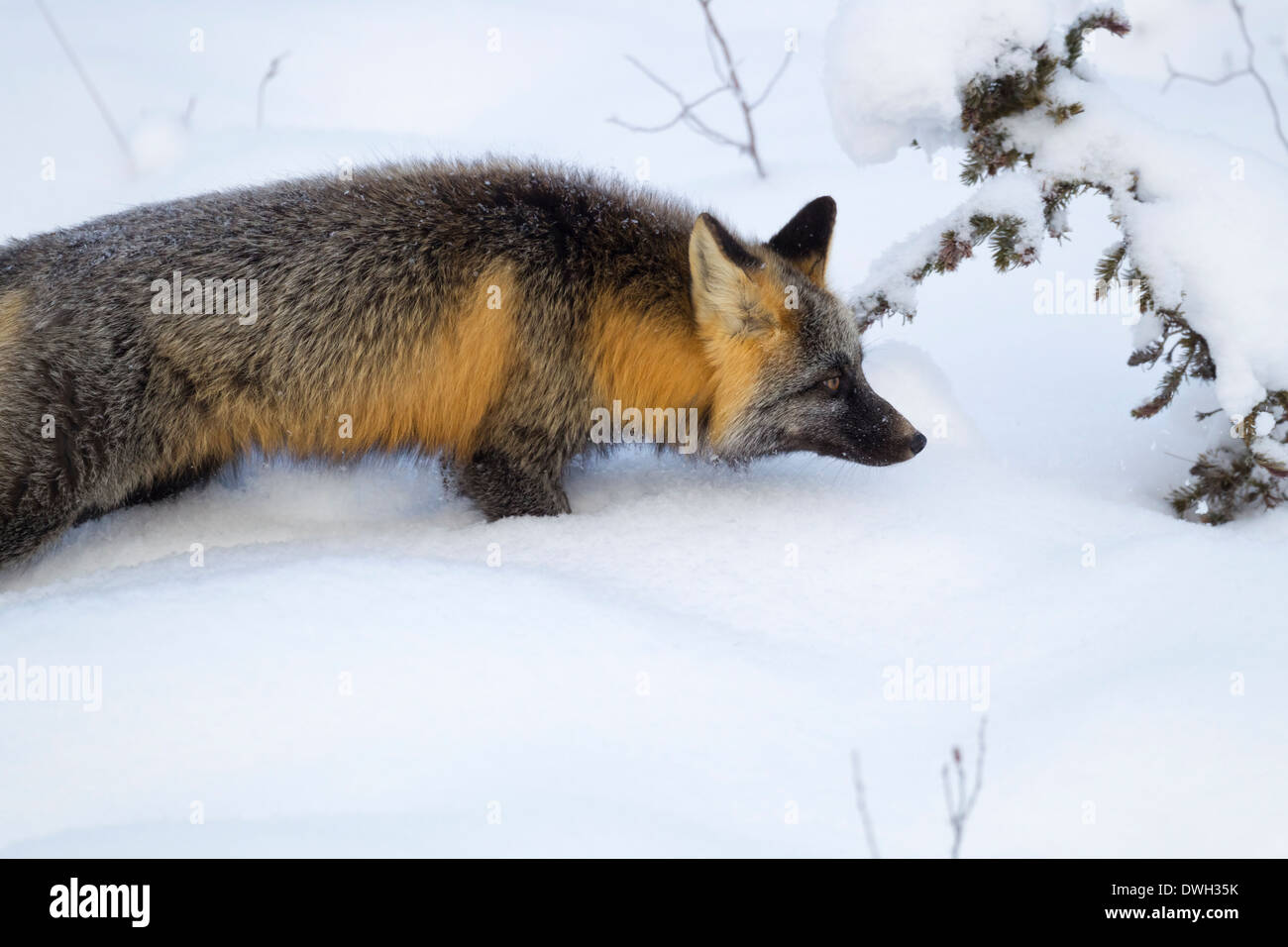 Red 'Cross' Fox Vulpes vulpes hunting in snow near Prudhoe Bay along ...