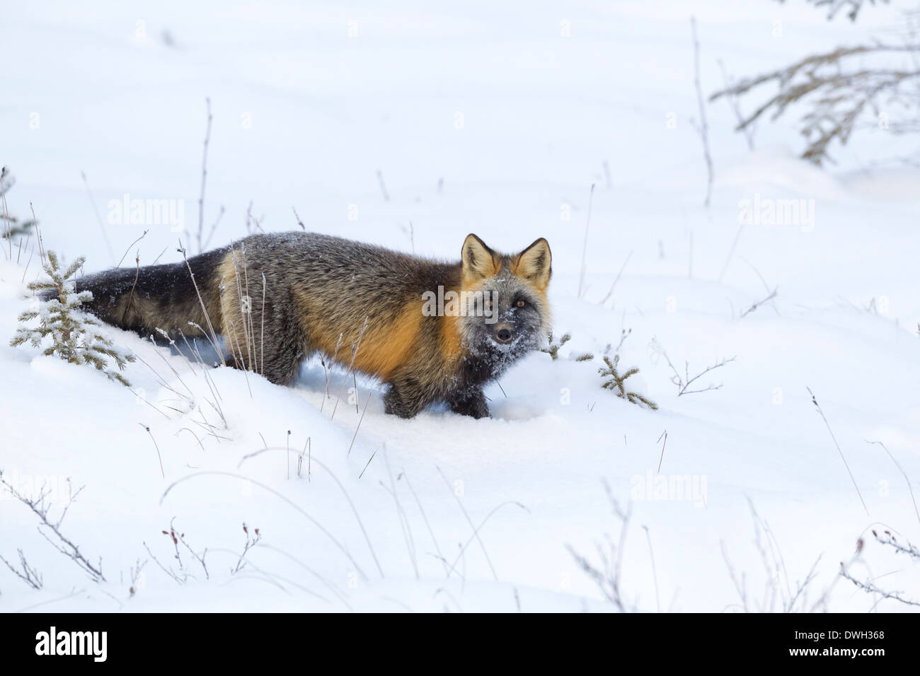 Red 'Cross' Fox Vulpes vulpes hunting in snow near Prudhoe Bay along ...