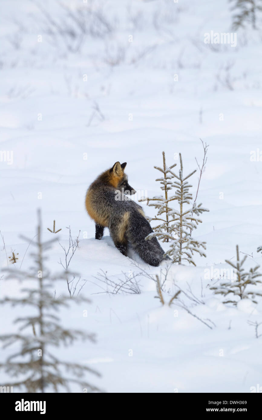 Cross fox hi-res stock photography and images - Alamy