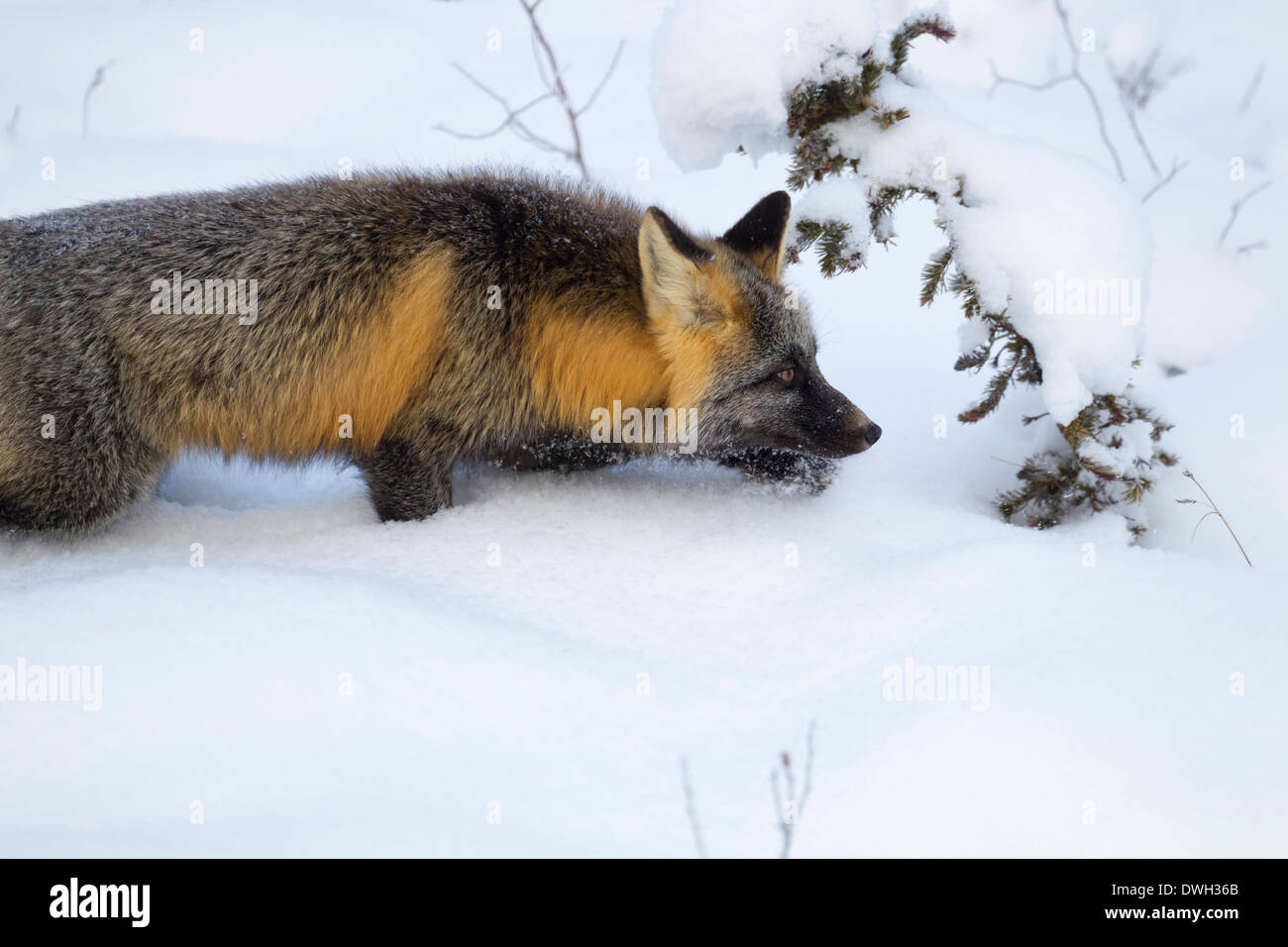 Red 'Cross' Fox Vulpes vulpes hunting in snow near Prudhoe Bay along ...