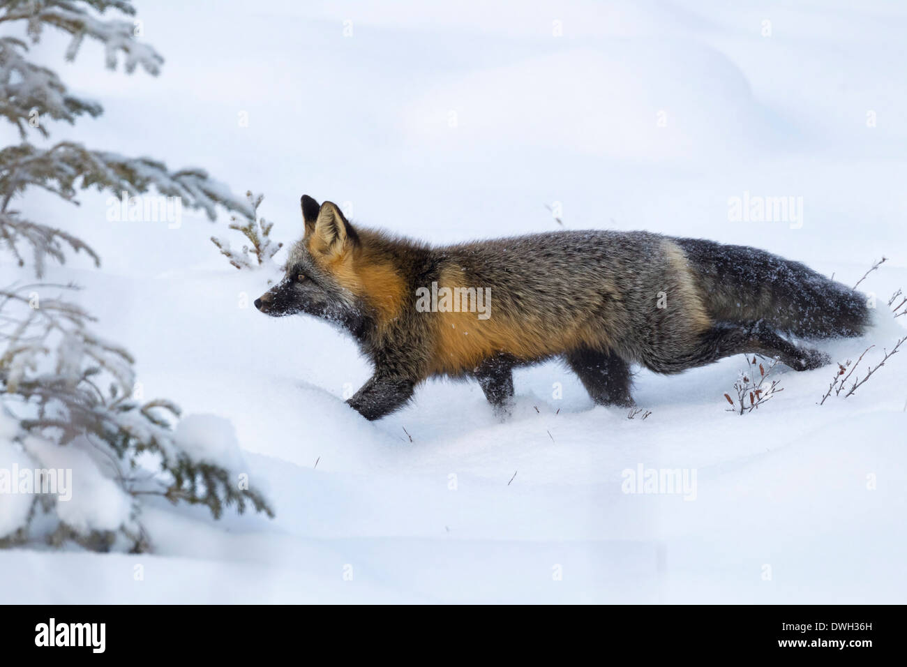 Red 'Cross' Fox Vulpes vulpes hunting in snow near Prudhoe Bay along ...