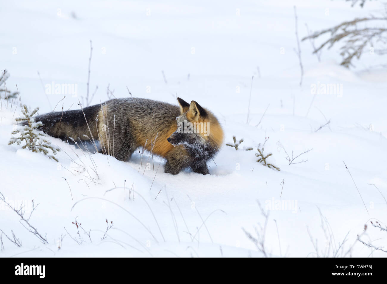 Red 'Cross' Fox Vulpes vulpes hunting in snow near Prudhoe Bay along ...