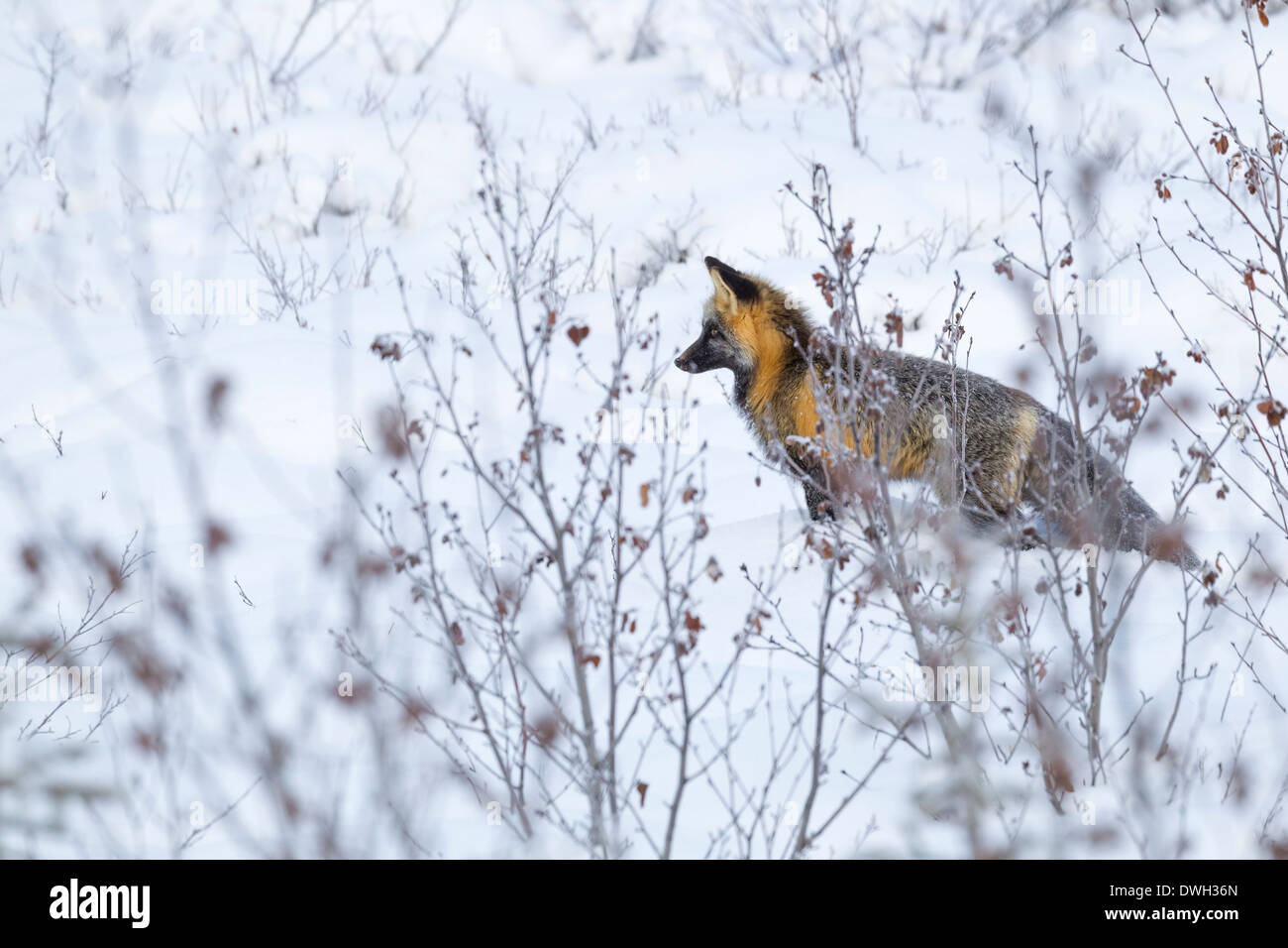Red 'Cross' Fox Vulpes vulpes hunting in snow near Prudhoe Bay along ...