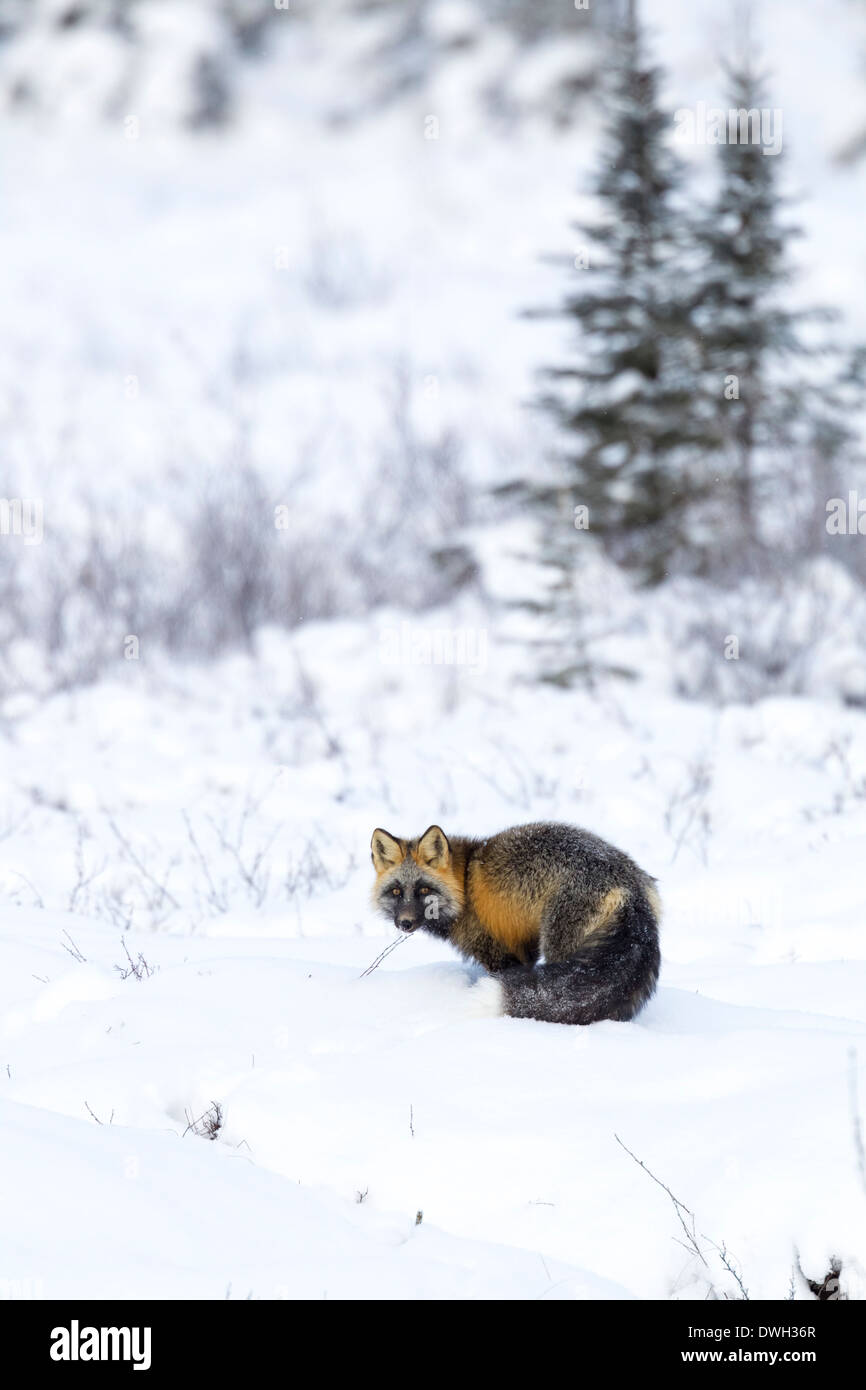 Red 'Cross' Fox Vulpes vulpes hunting in snow near Prudhoe Bay along ...