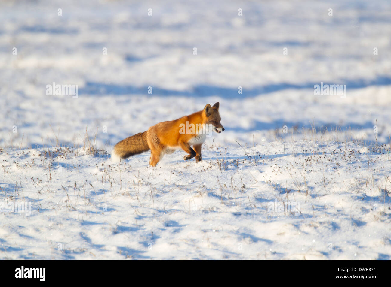Red Fox Vulpes vulpes on Arctic tundra near Prudhoe Bay, Alaska in ...