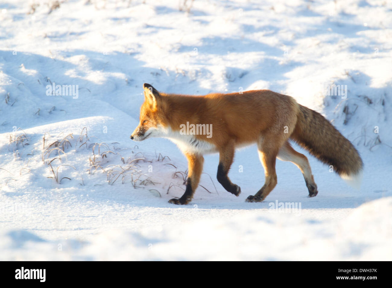 Red Fox Vulpes vulpes on Arctic tundra near Prudhoe Bay, Alaska in ...