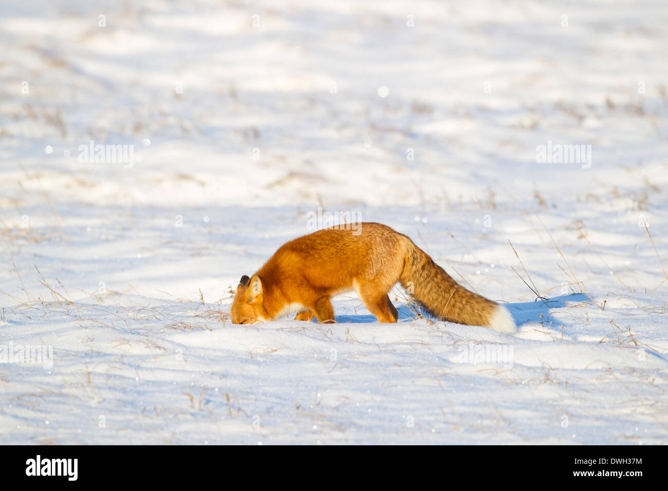 Red Fox Vulpes vulpes on Arctic tundra near Prudhoe Bay, Alaska in ...
