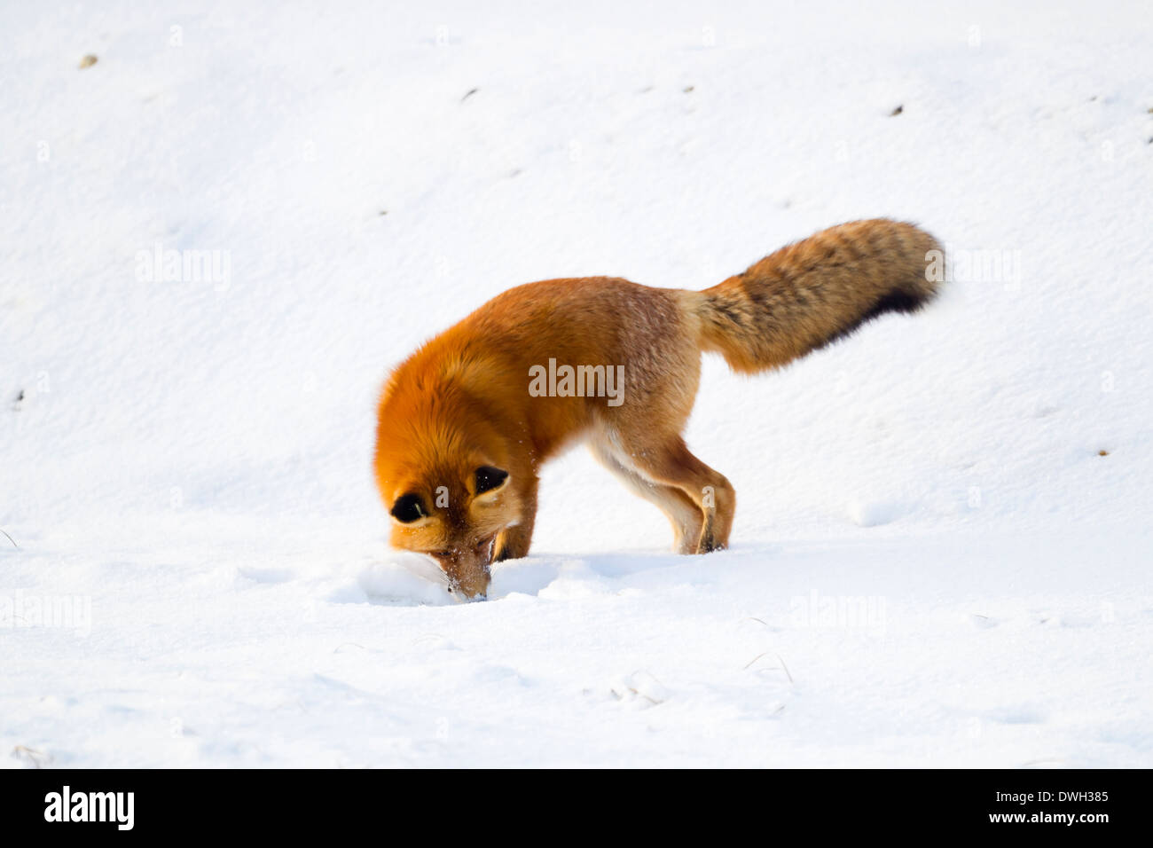 Red Fox Vulpes vulpes on Arctic tundra near Prudhoe Bay, Alaska in ...