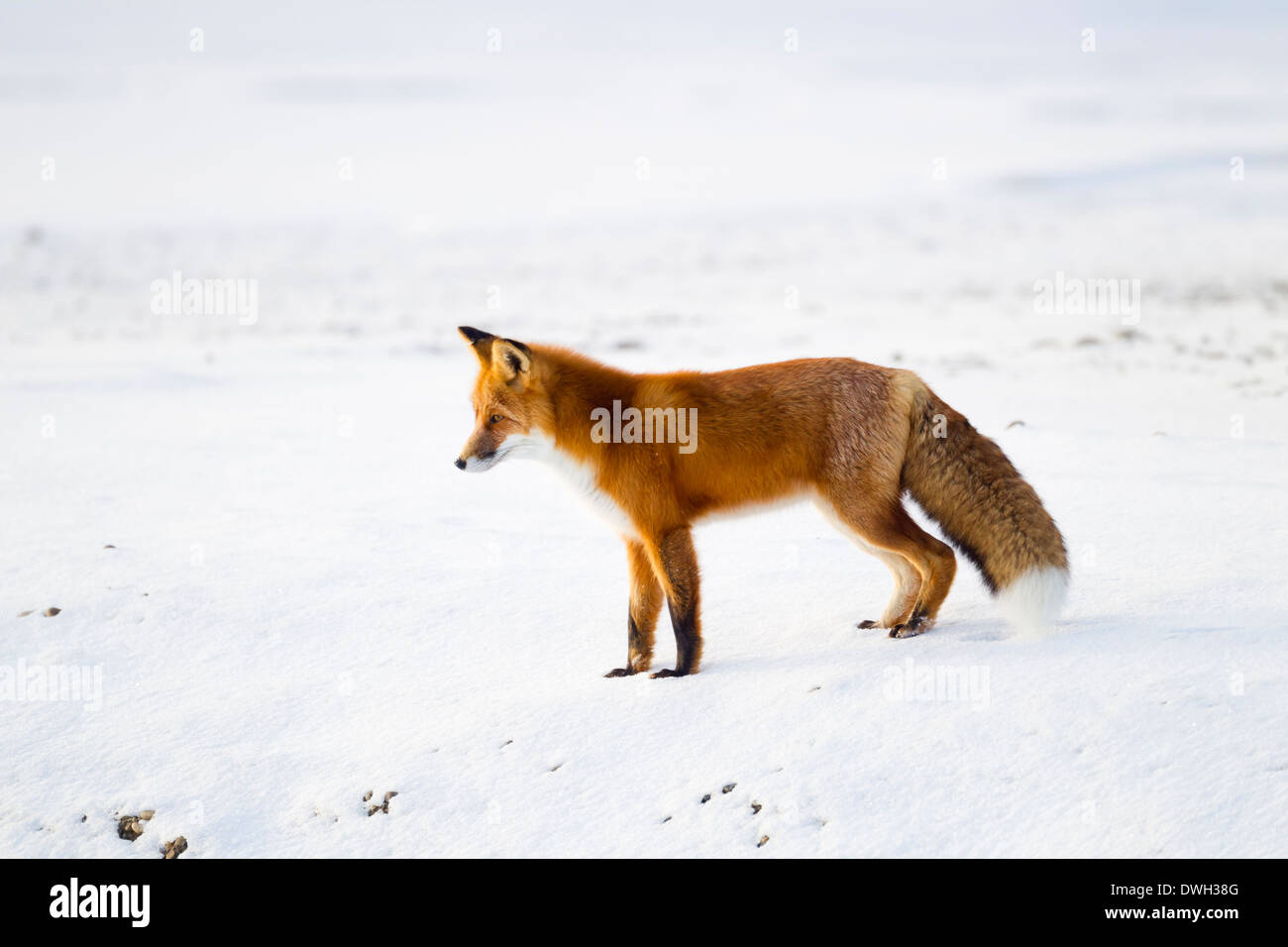 Red Fox Vulpes vulpes on Arctic tundra near Prudhoe Bay, Alaska in ...