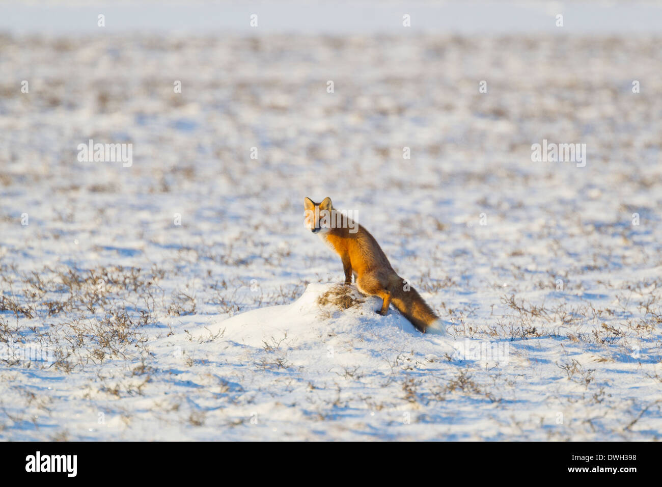 Red Fox Vulpes vulpes, marking territory on Arctic tundra near Prudhoe ...