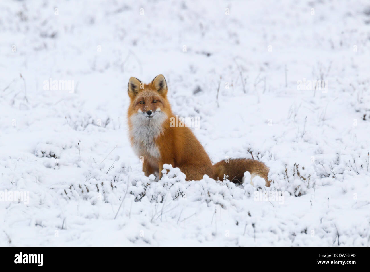 Red Fox Vulpes vulpes on Arctic tundra near Prudhoe Bay, Alaska in ...