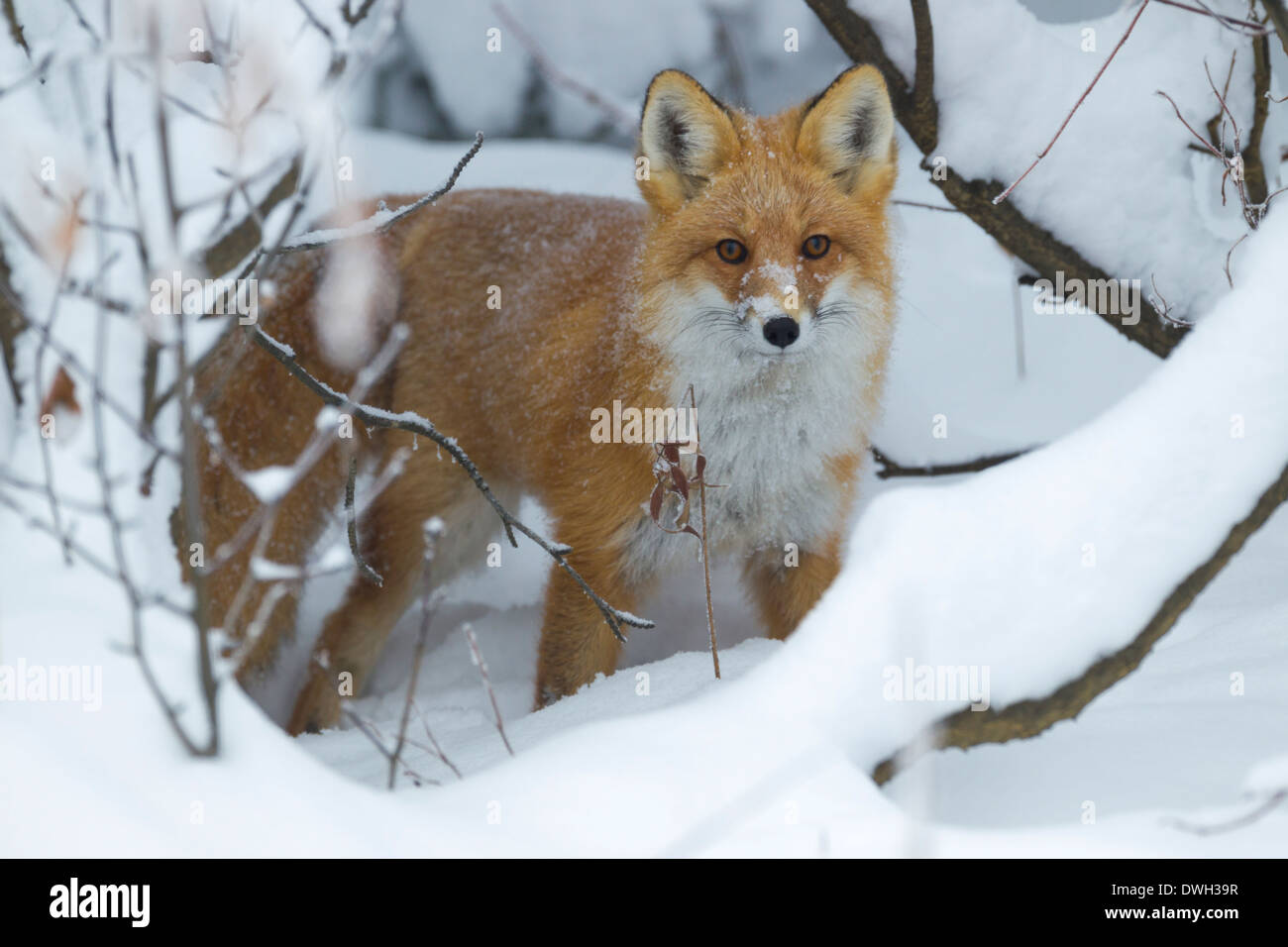 Red Fox Vulpes vulpes on Arctic tundra near Prudhoe Bay, Alaska in ...