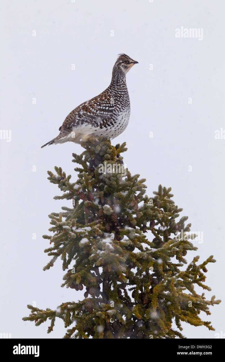 Sharp-tailed grouse Tympanuchus phasianellus, perched in treetop along ...