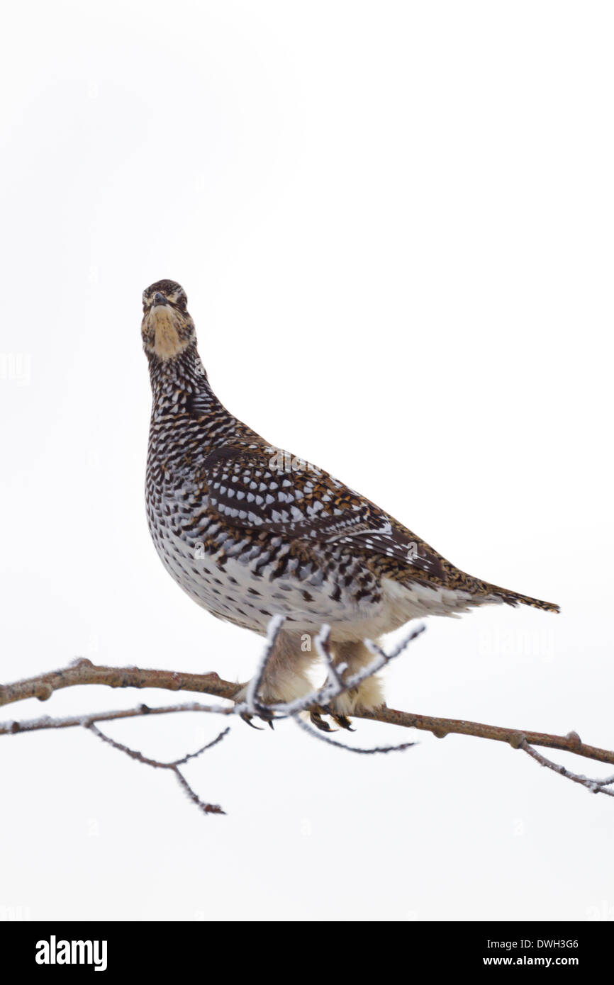 Sharp Tailed Grouse High Resolution Stock Photography and Images - Alamy