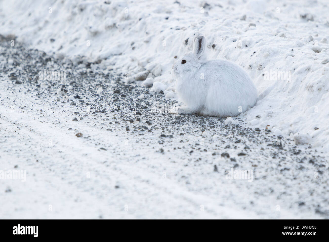 Snowshoe hair morph hi-res stock photography and images - Alamy