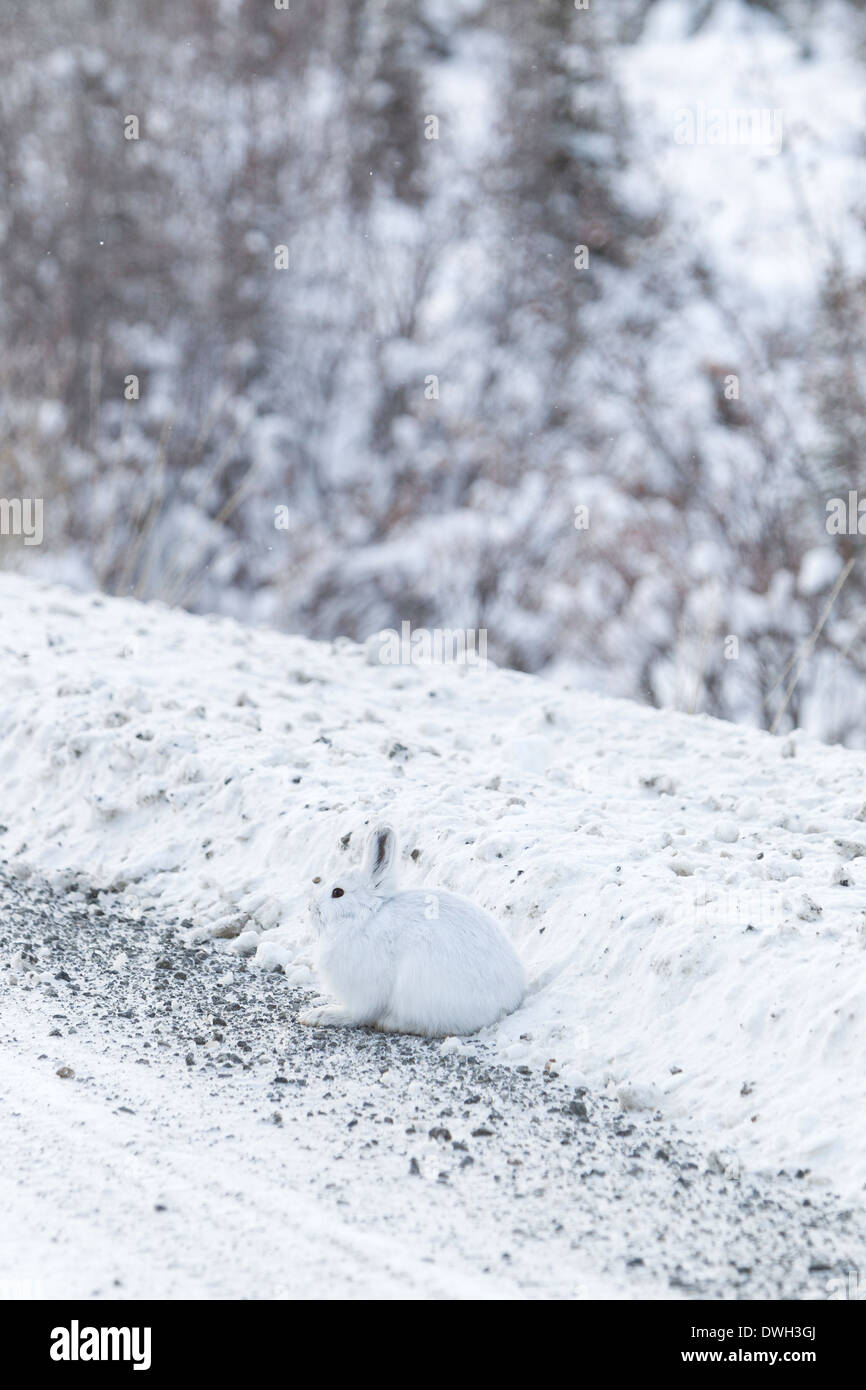 Snowshoe hare Lepus americanus winter morph on roadside verge, Dalton ...