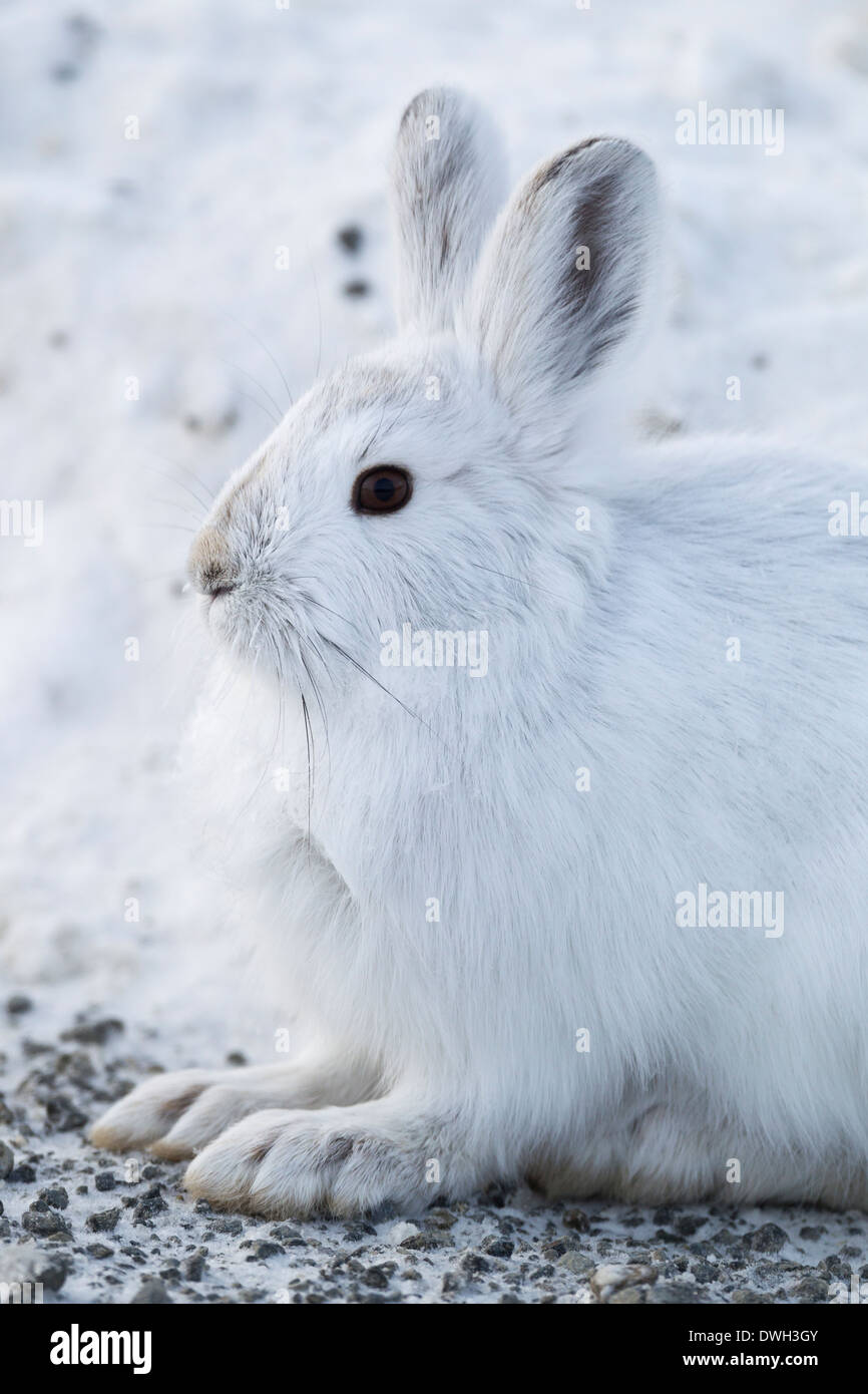 Snowshoe hare Lepus americanus winter morph on roadside verge, Dalton ...