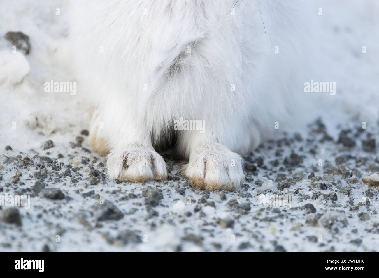 Snowshoe hare Lepus americanus winter morph on roadside verge, Dalton ...